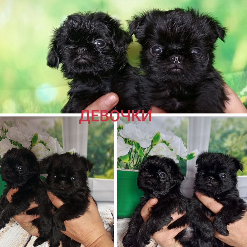 Грифошки девочки