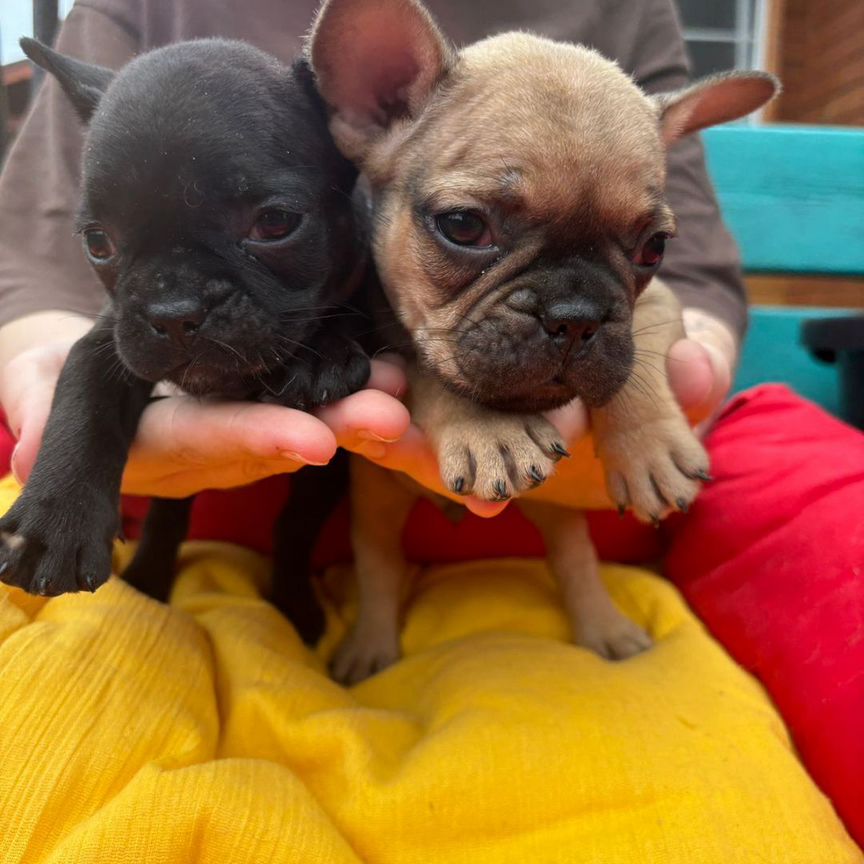 Французский бульдог