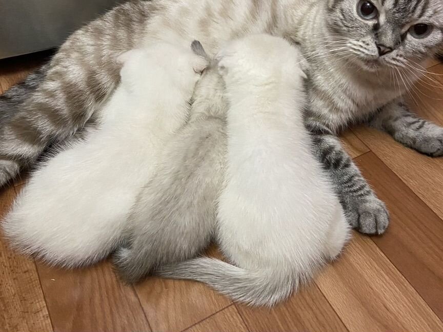 Британочка колорная