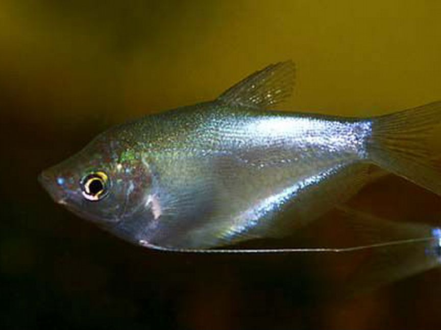 Гурами лунный (Trichogaster microlepis)