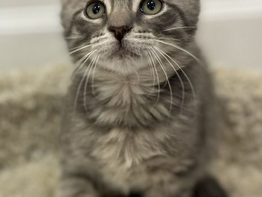 Котенок мальчик Ваниль ищет хозяина