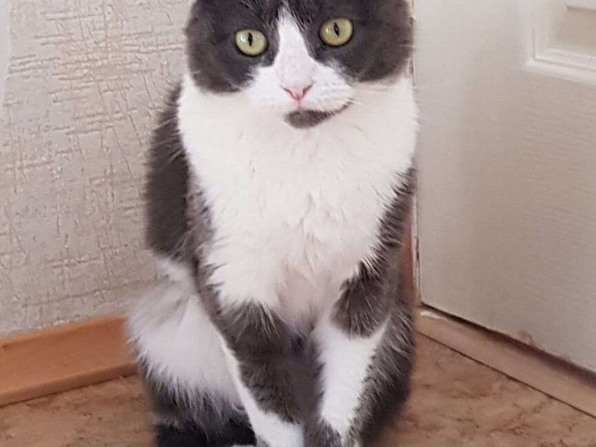 Кошки вислоухие