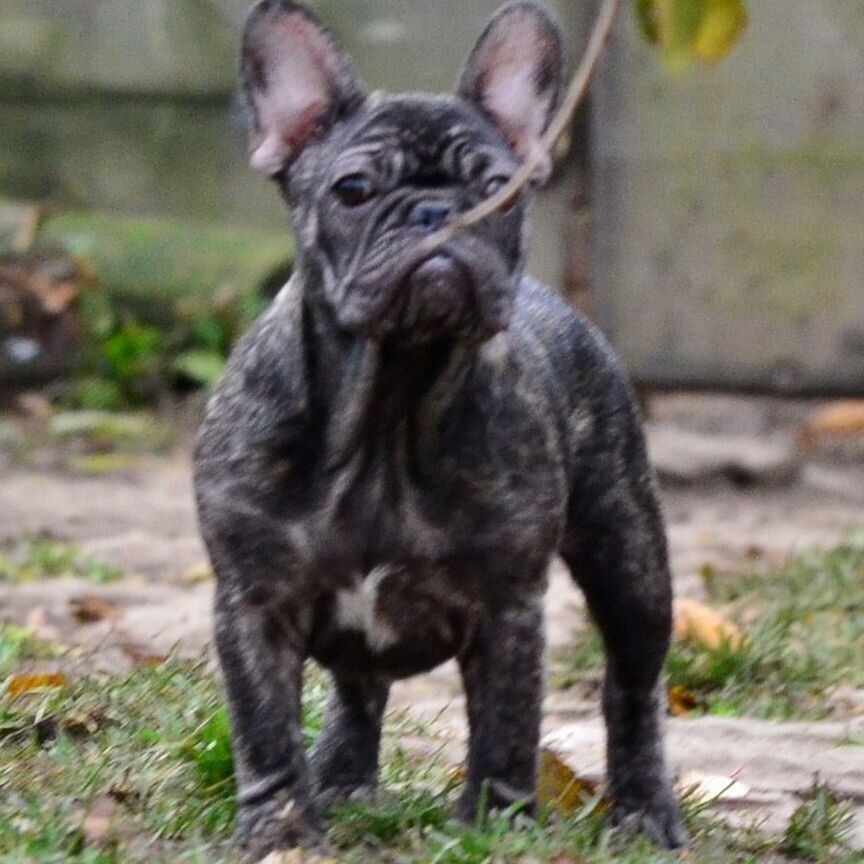 Французский бульдог, щенок