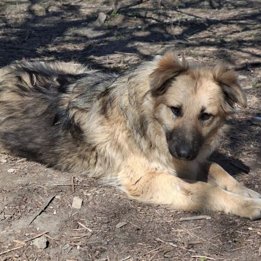 Красавец Чарли в добрые руки