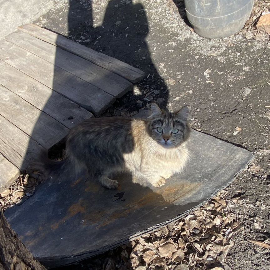 Мейн-кун, взрослая кошка