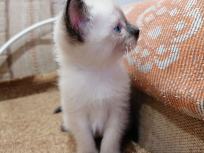 Тайские котята