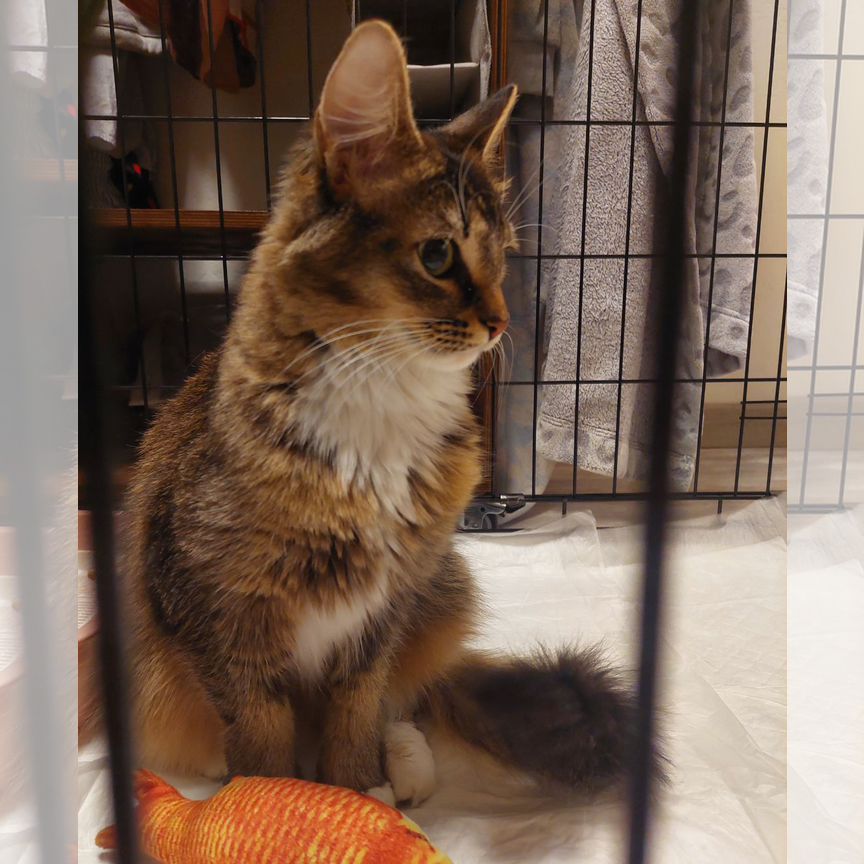 Метис абиссинской/сомалийской кошки