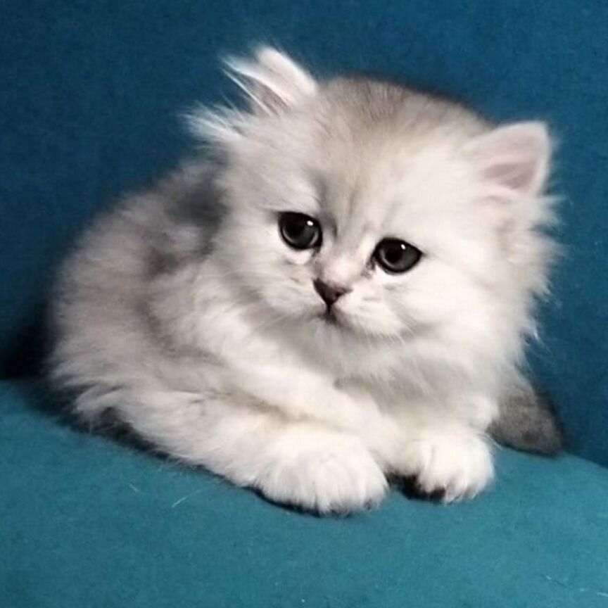 Британский короткошёрстный котёнок