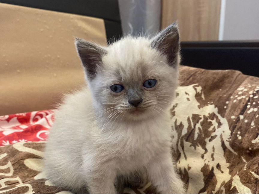 Кошка