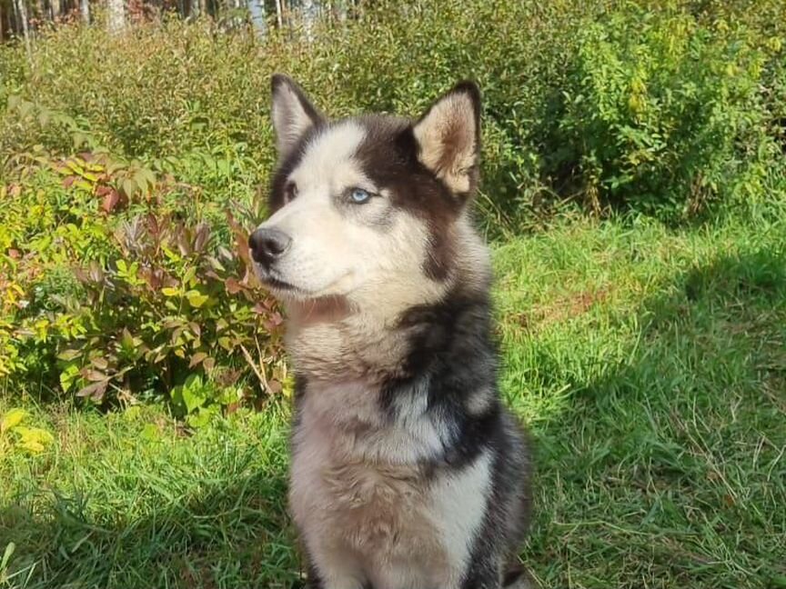 Собака хаски молодой