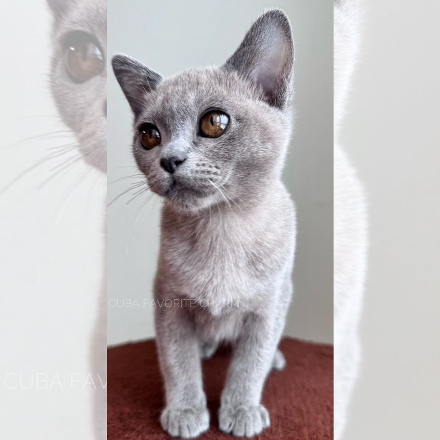 Бурманские котята,бурма