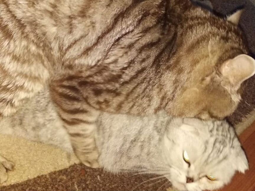 Шотландские вислоухие котята