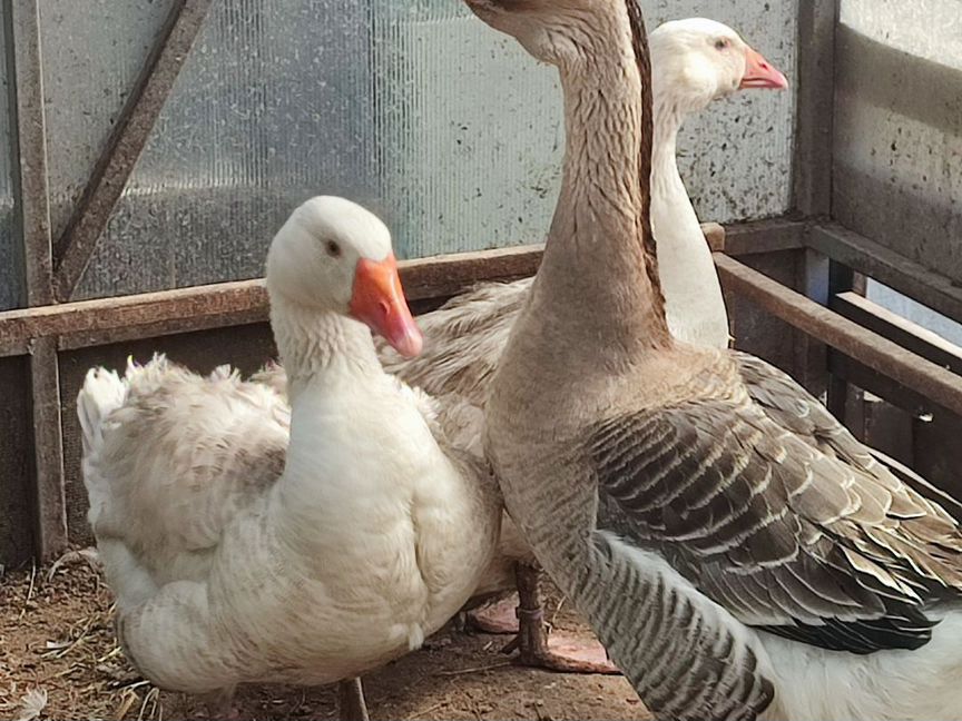 Семья гусей 2+1