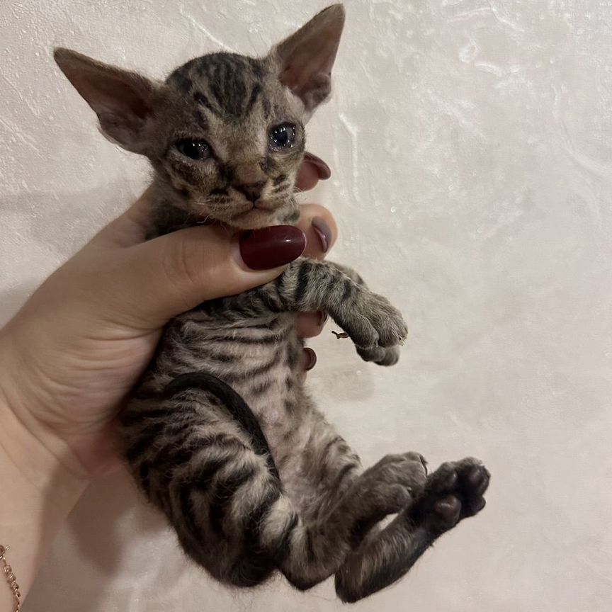 Донской сфинкс котёнок