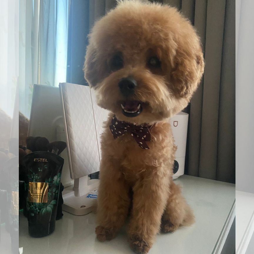 Мальтипу, вязка