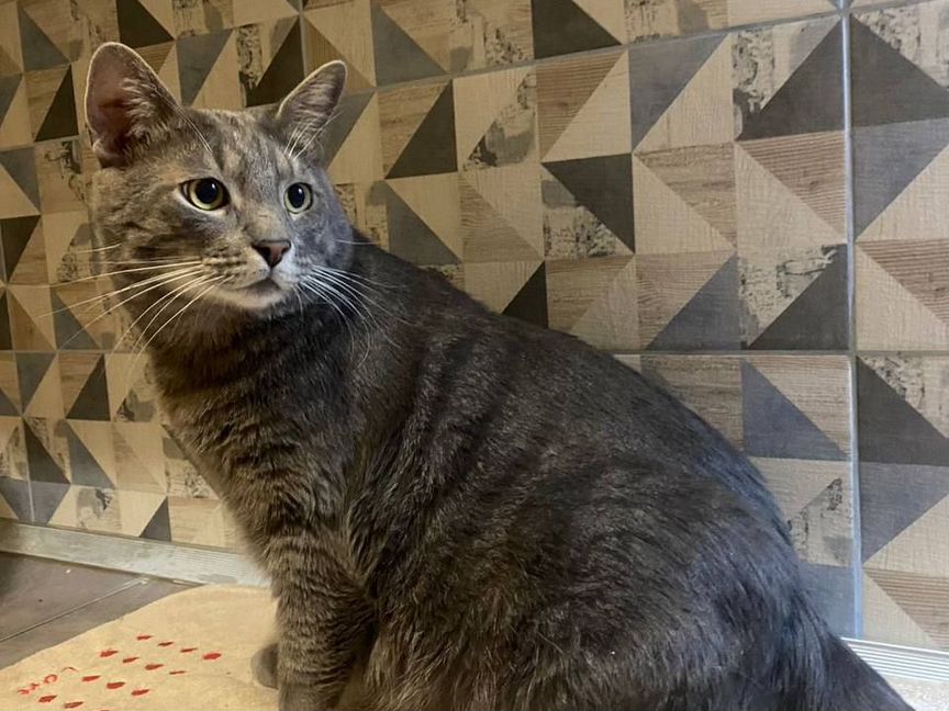 Кота выселяют из дома