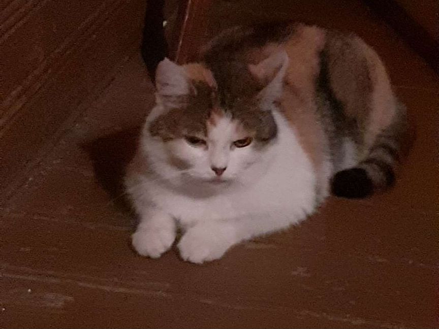 Найдена кошка, Ищет хозяина