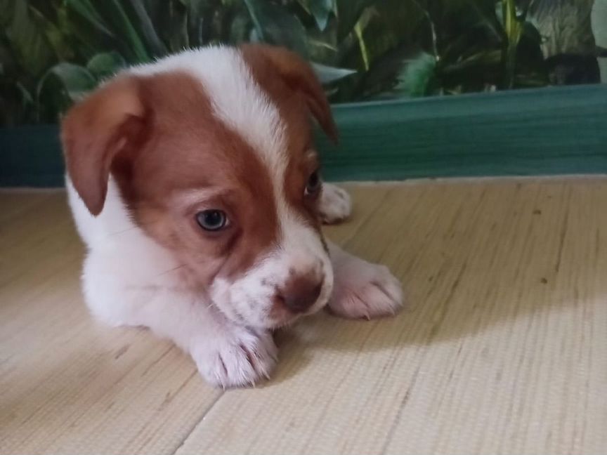 Сладенькая Метис спаниеля