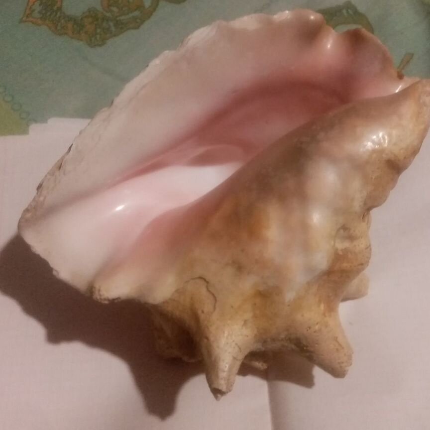 Ракушка Морская большая