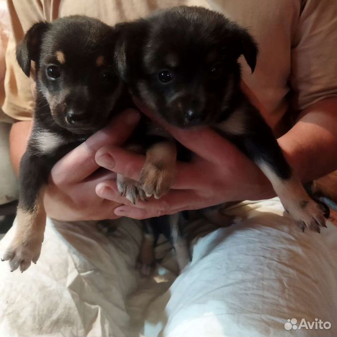 Карликовый пинчер, щенки, девочки, цена 5000