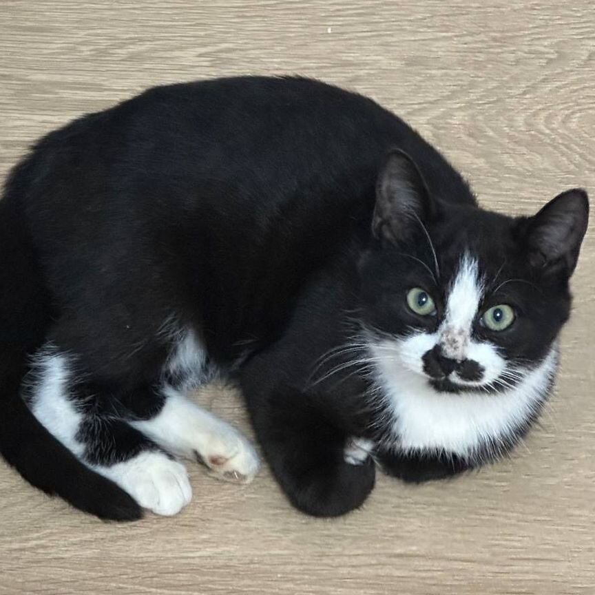 Котёнок от частного владельца