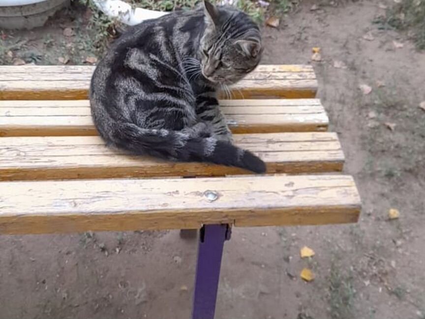 Породистый кот ищет дом