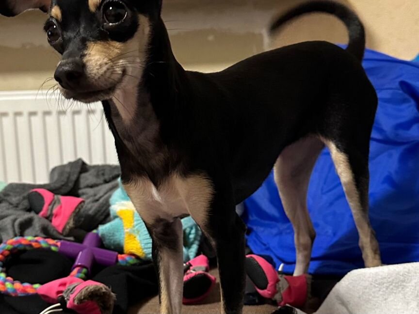 Той-терьер мини 6 месяцев