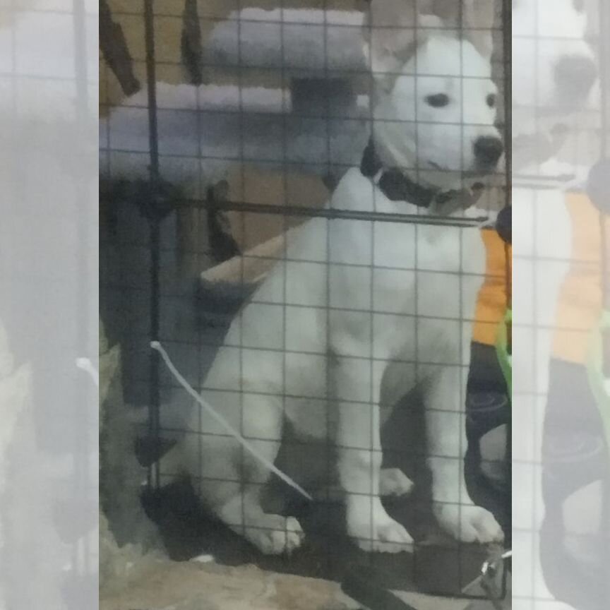 Американский стаффордширский терьер, щенок