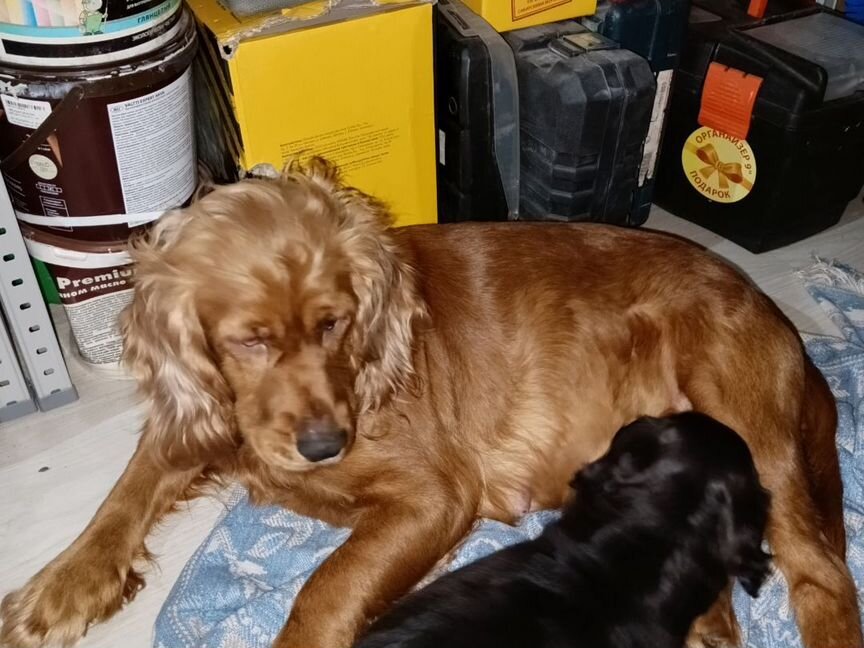 Щенок кокер-спаниеля