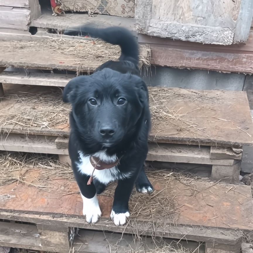 Щенок в добрые руки