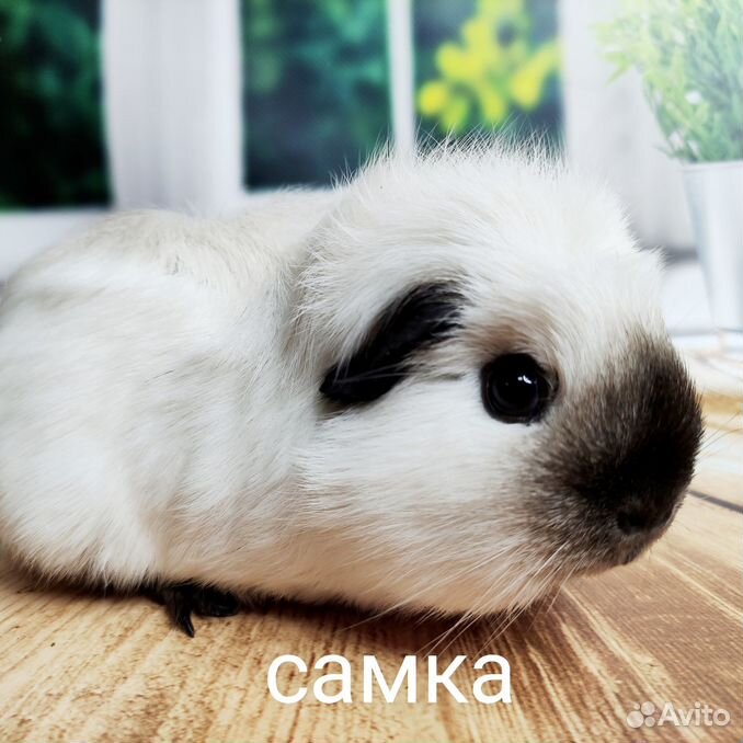 Морские свинки разные(самки и самцы)