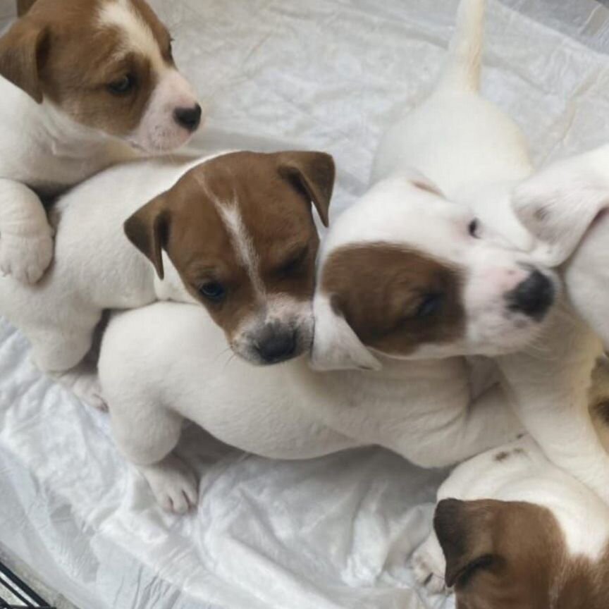 Джек рассел терьер