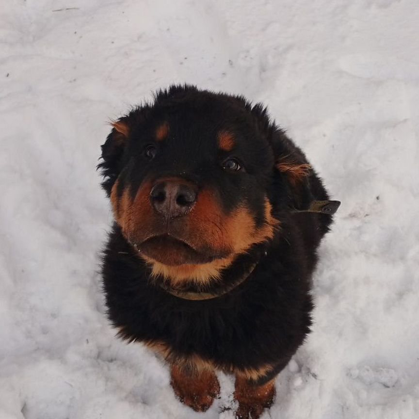 Ротвейлер, щенок