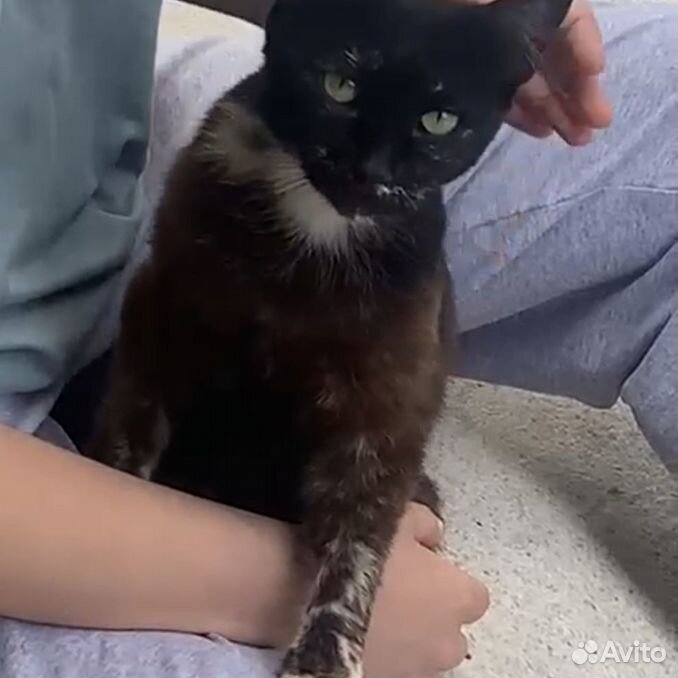 Кошка Марси ищет семью