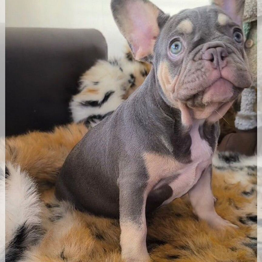 Французский бульдог, щенок