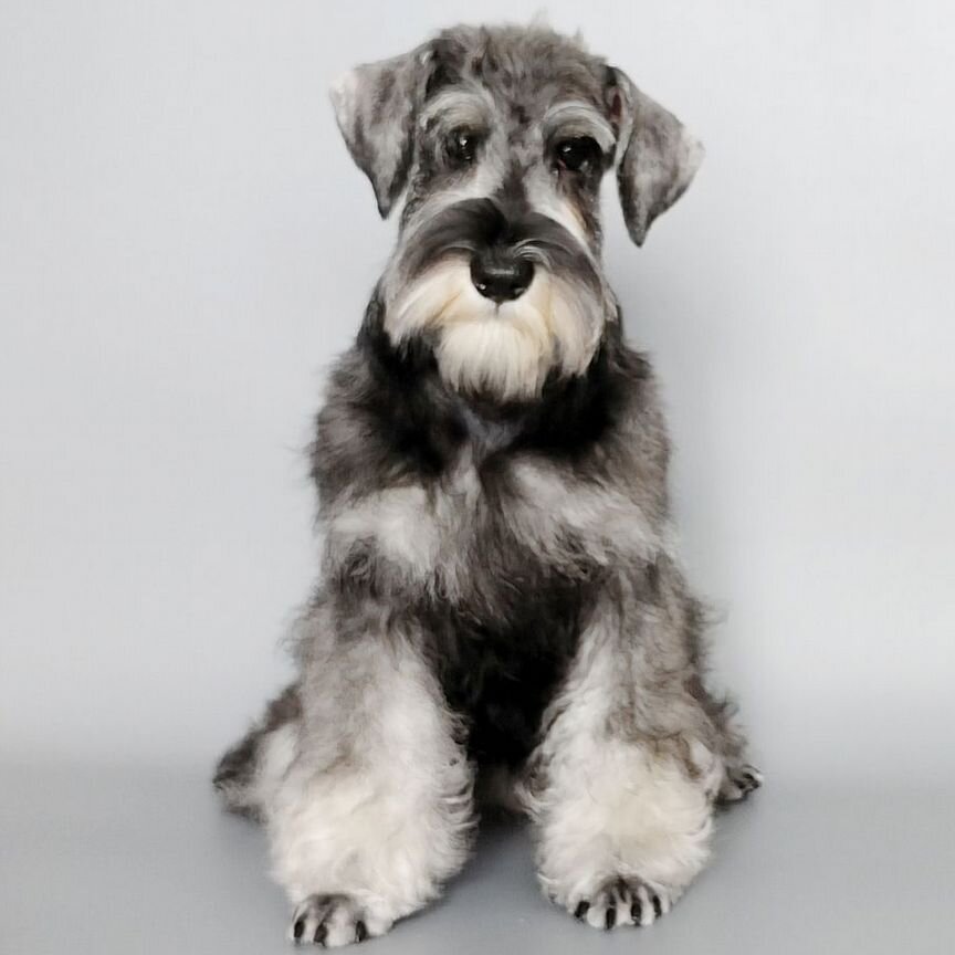 Цвергшнауцер, щенок