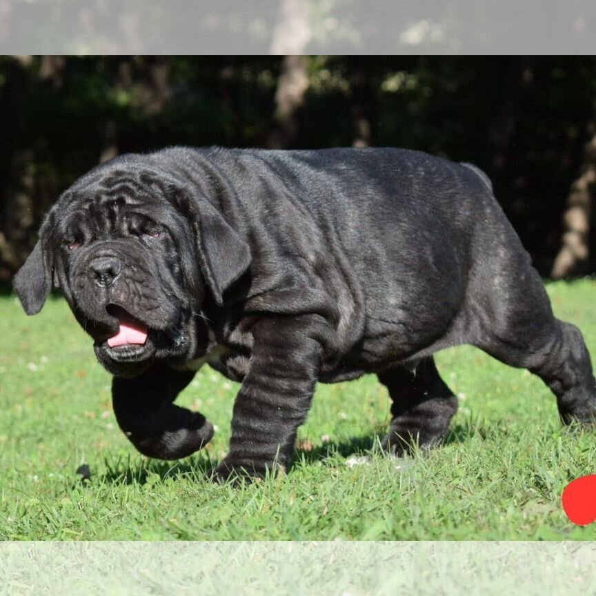 Неаполитанский мастиф, мастино щенок