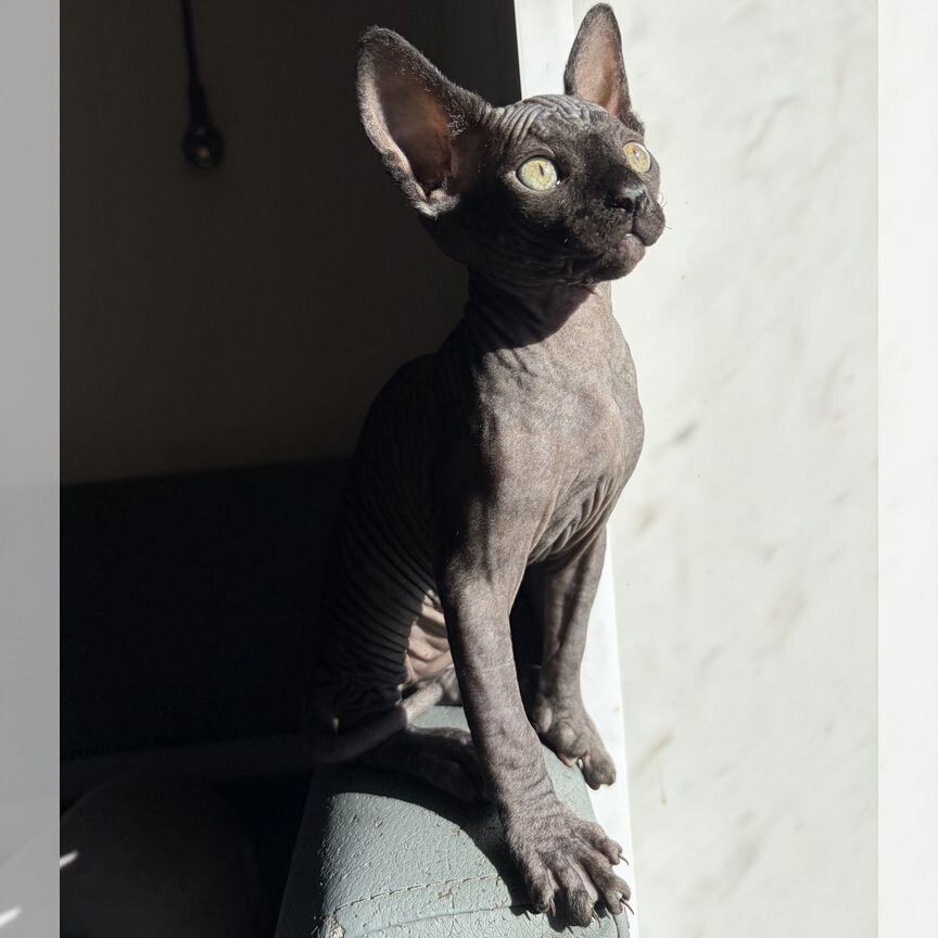 Канадский сфинкс котёнок
