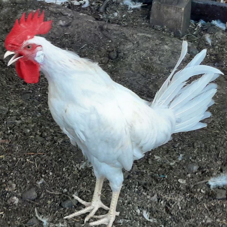 Молодые петухи