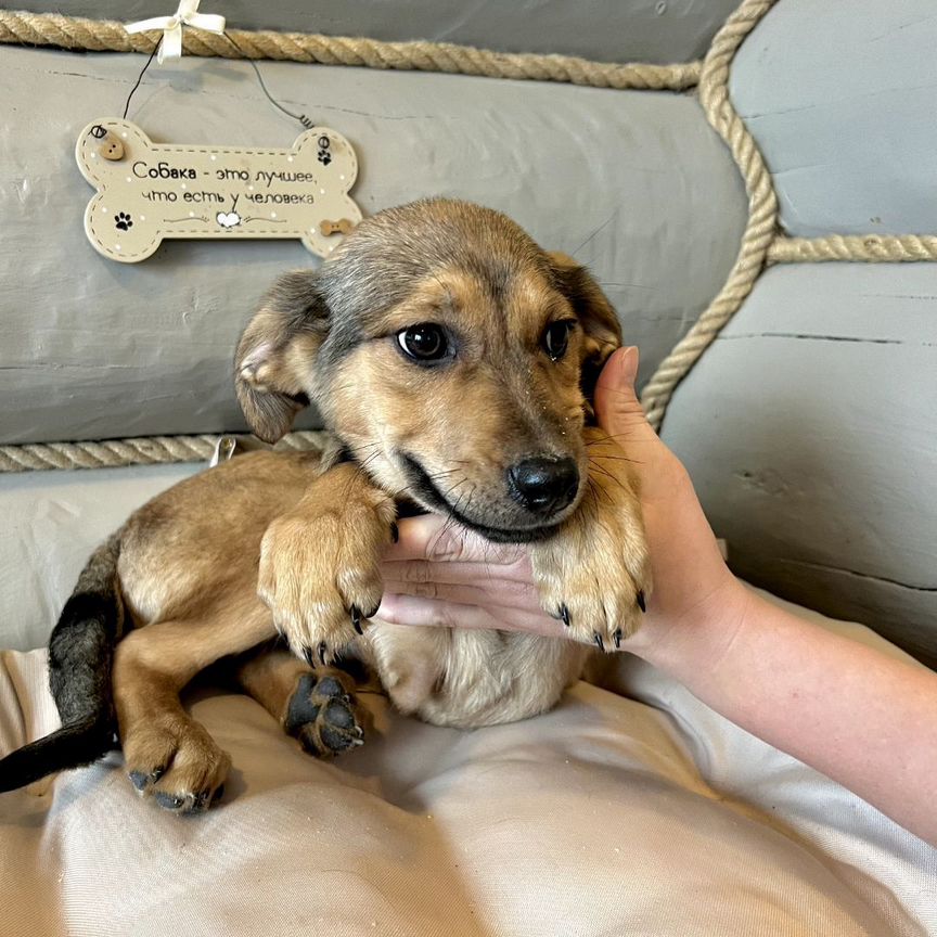 Очаровательный Тимьян 3 месяца ждёт родителей