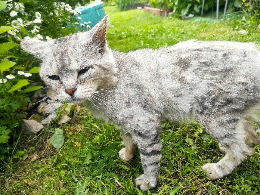 Кошки в добрые руки бесплатно
