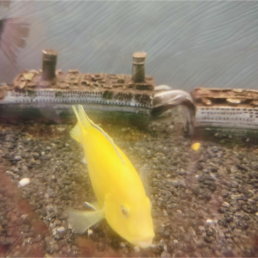 Лабидохромис еллоу