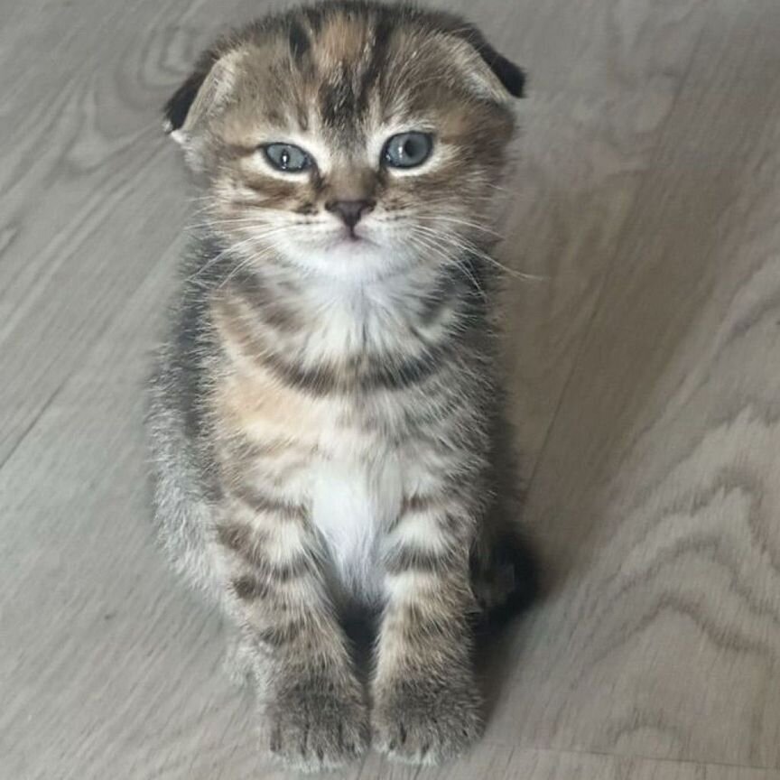 Шотландский вислоухий короткошёрстный котёнок