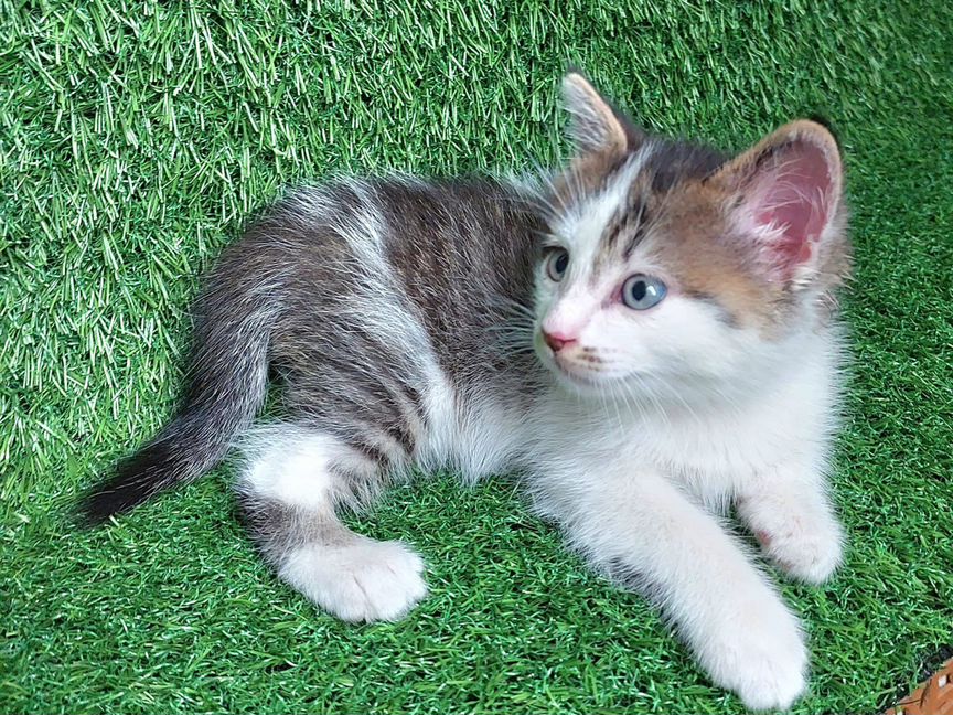 Котенок Барсик