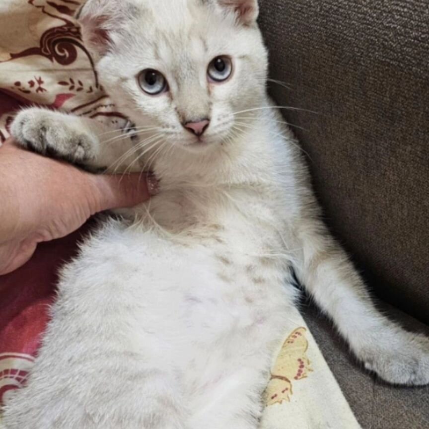 Вислоухий котенок Паскаль