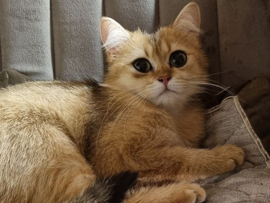 Кошка Золотая шиншилла