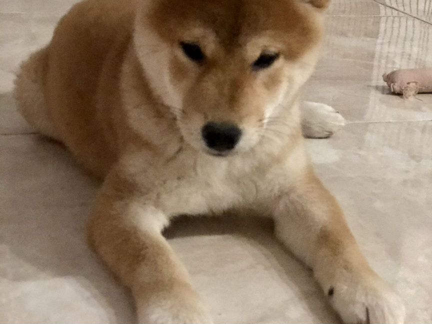 Малышка Сиба