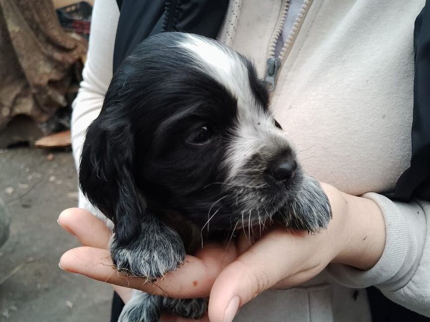 Русский охотничий спаниель