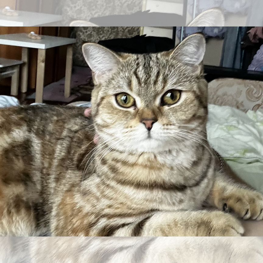 Шотландская прямоухая кошка