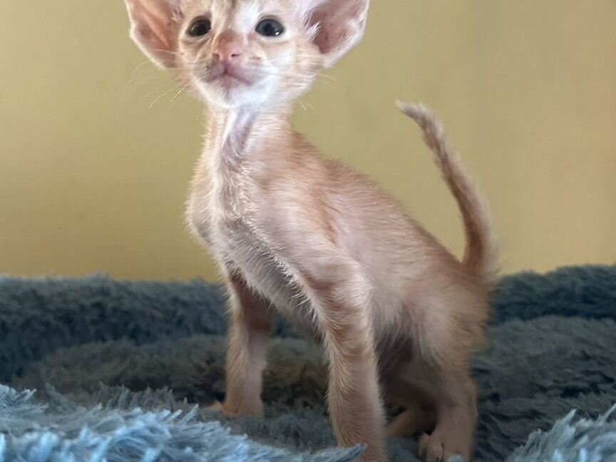 Ориентальные котята с документами